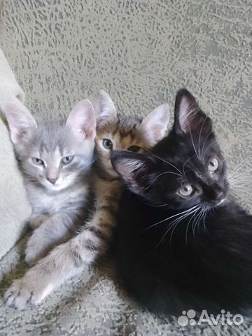 Три девицы под окном