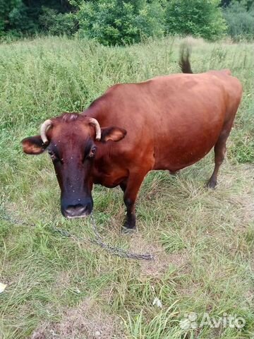 Красностепная корова