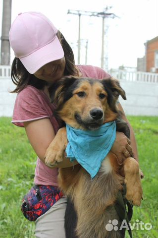 Статный пес Гарик ждет семью