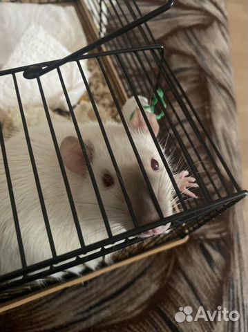 Крыса альбинос