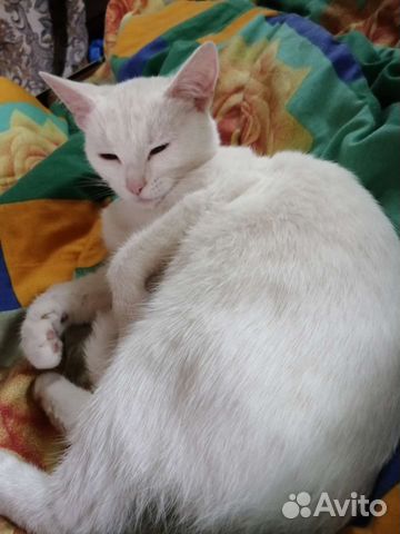 Кошка