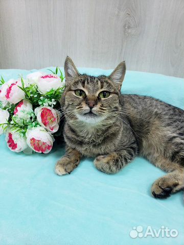 Привитая Лори ищет дом