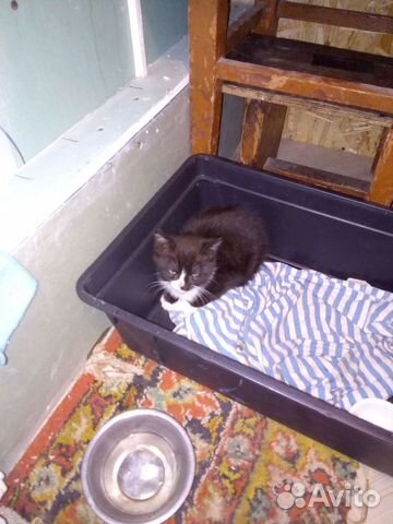 Кошка в дар бесплатно