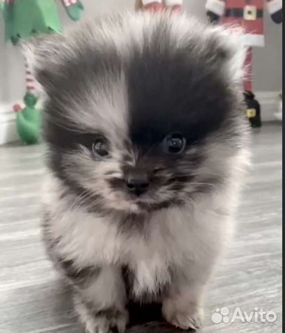 Щенки померанского шпица