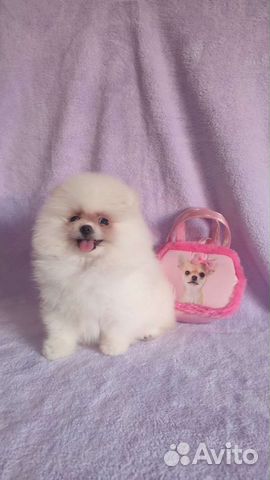 Шпиц mini девочка