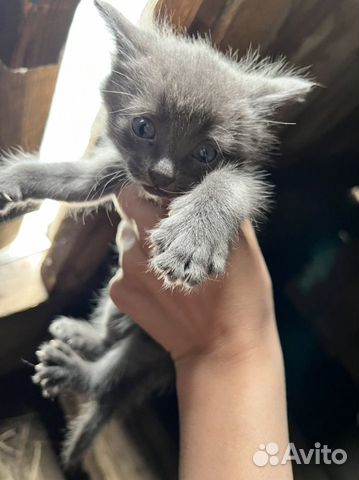 Котенок серый пацан