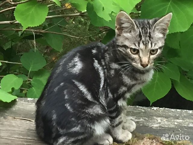 Необычный котенок
