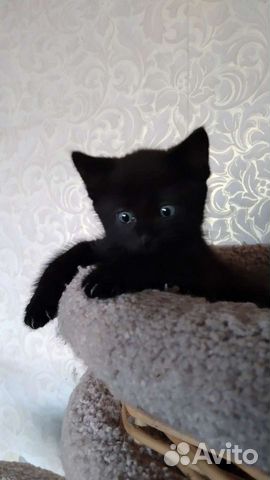 Черный котенок