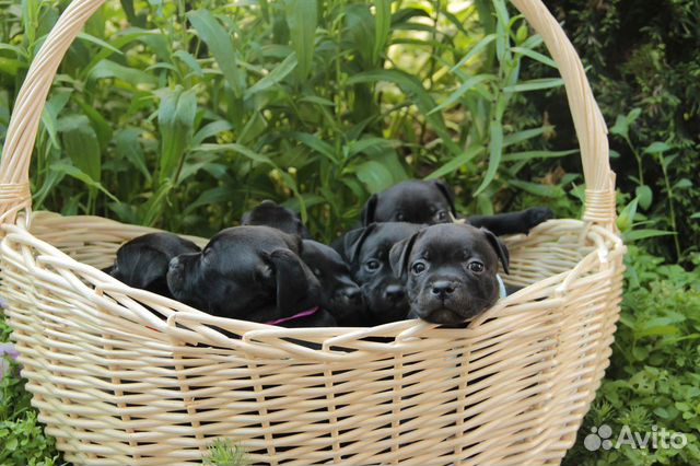 Щенки стаффи (стаффордширского бультерьера)