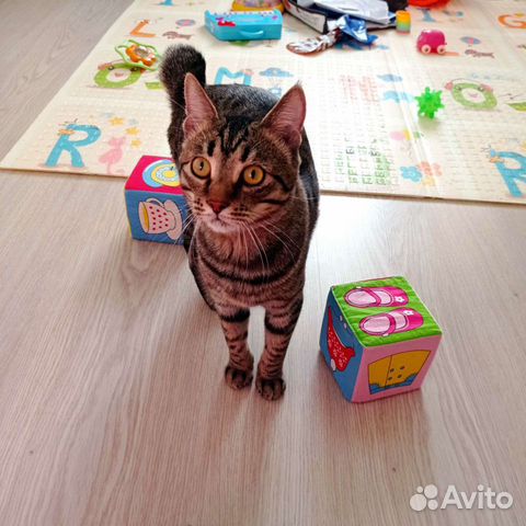 Отдам кота в добрые руки