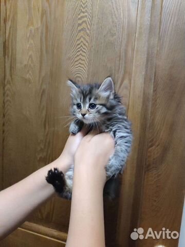 Сибирская кошка