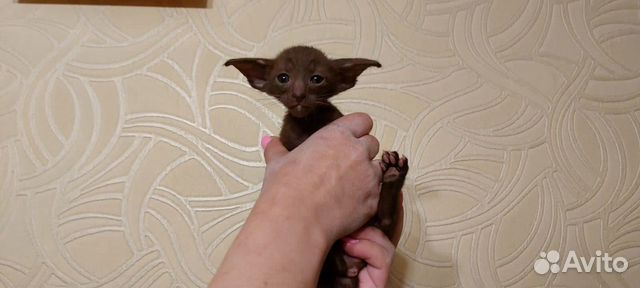 Оииентальные котята экстрим