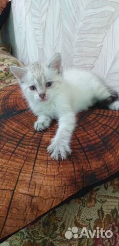 Котик,метис невской маскарадной