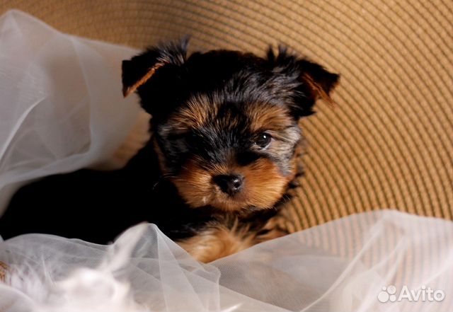 Йоркширский терьер