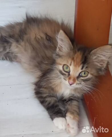 Трехцветный котёнок девочка