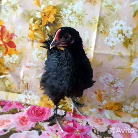 Черно медный маран Куры породистые