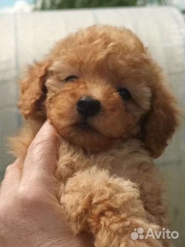 Красотулька той пуделя