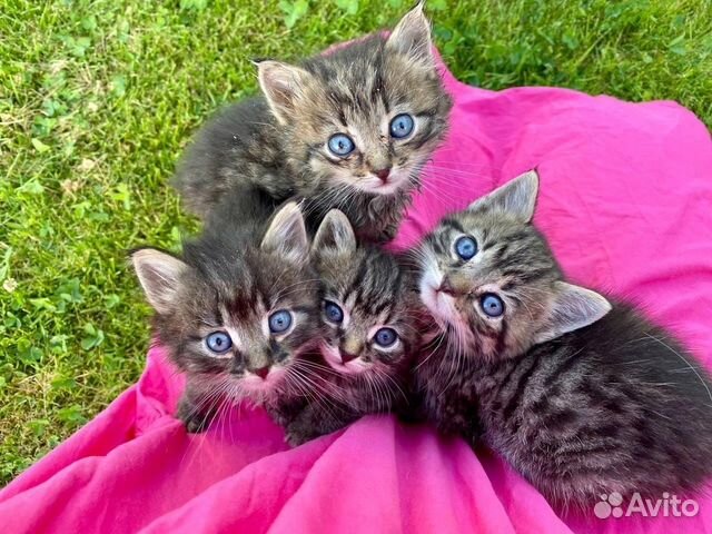 Сибирские котята