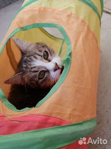 Стерилизованная ласковая кошечка в добрые руки