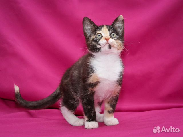 Три котенка девочки