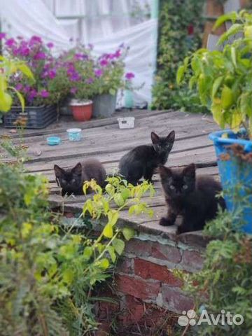 Отдам котят