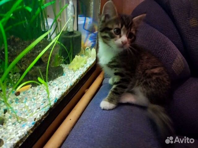Котята в добрые руки мальчик