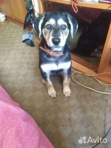 Щенок в добрые руки девочка