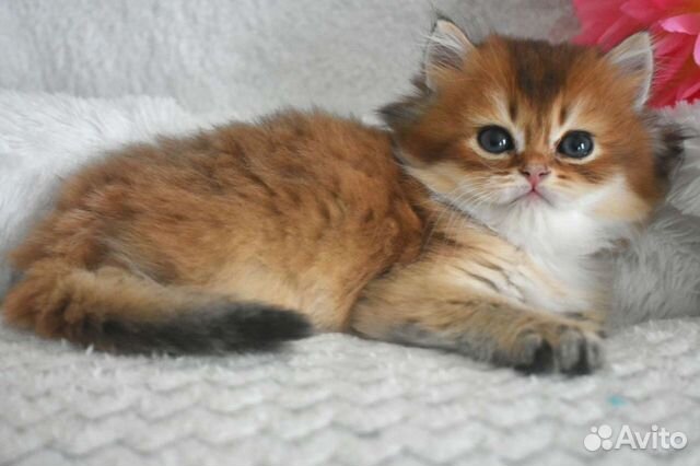 Британский Длиношерстный Золотой котик