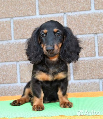 Девочка - миниатюрная такса, д-ш