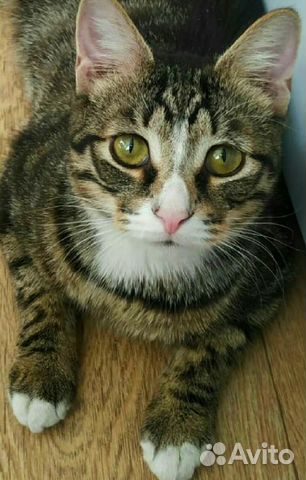 Самый обаятельный и привлекательный котенок Стёпик