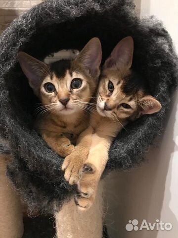 Абиссинские котята