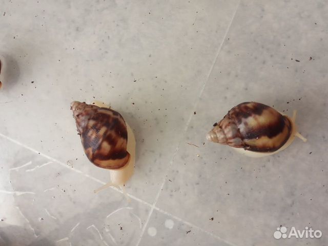 Улитки ахатины бесплатно