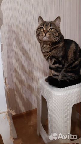 Британский кот на вязку