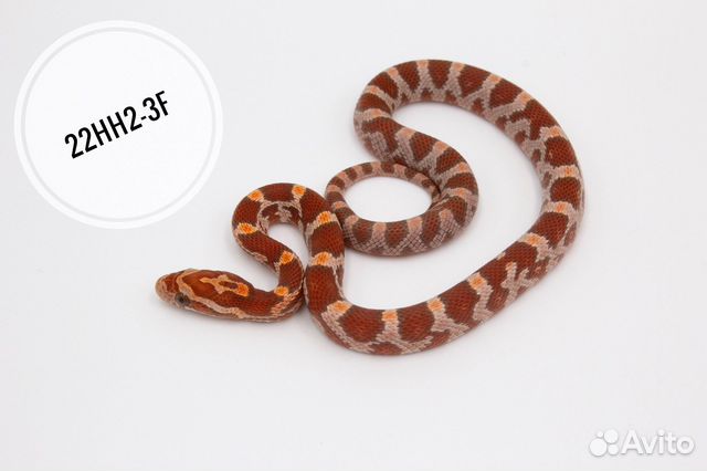 Змея маисовый полоз