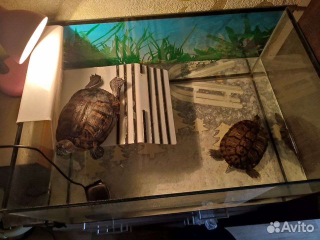 Красноухая черепаха