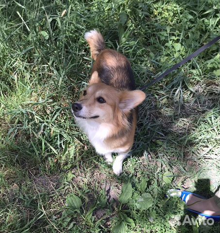 Собака хорошим людям