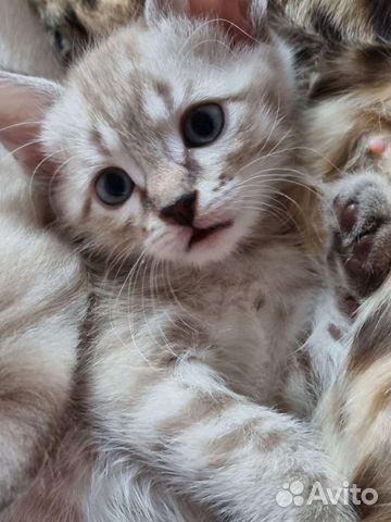 Продам котят бенгальских минк