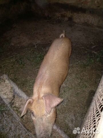 Свинка дюрок