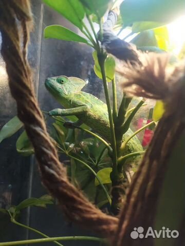 Йеменский хамелеон