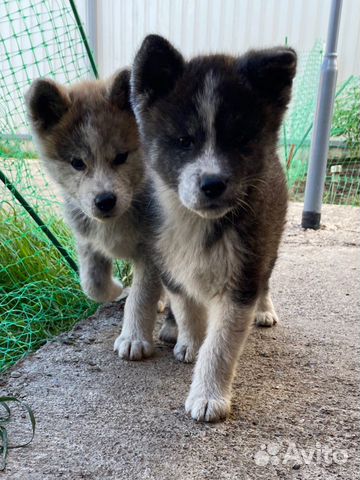 Акита ину щенята