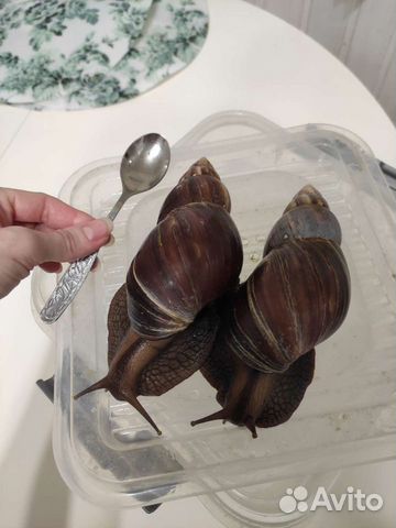 Улитки ахатины большие