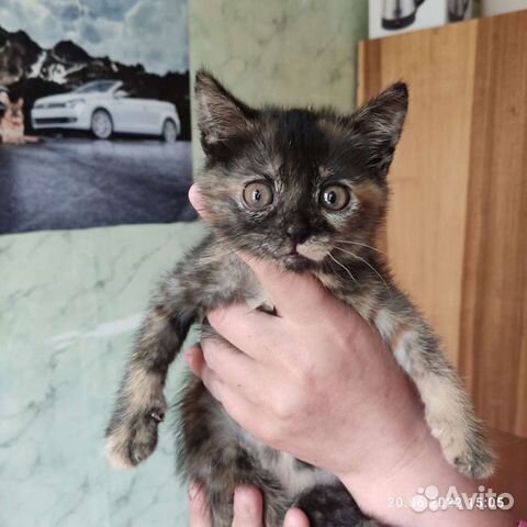 Котёнок