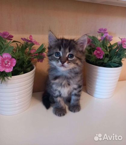 Котёнок мальчик в добрые руки