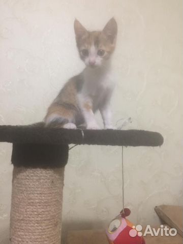 Я, Мурка, приношу удачу и везение