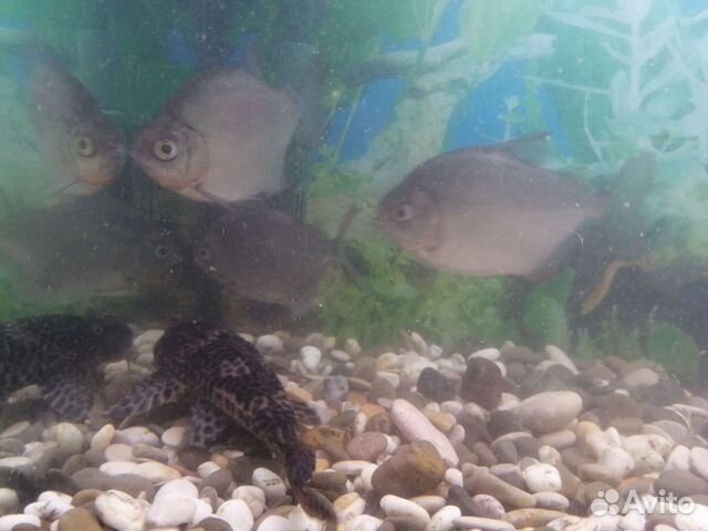 Метинис "серебряный доллар"