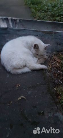 Брошенный кот