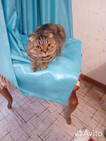 Кошка шотландская,2 года.Зовут Мартой
