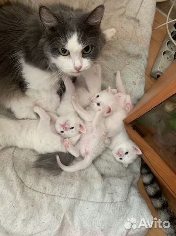 Белые котята