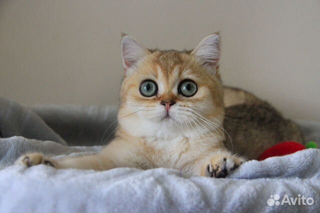 Вилмар - золотистый затушёванный котик