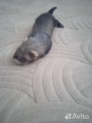 Малыши хорька